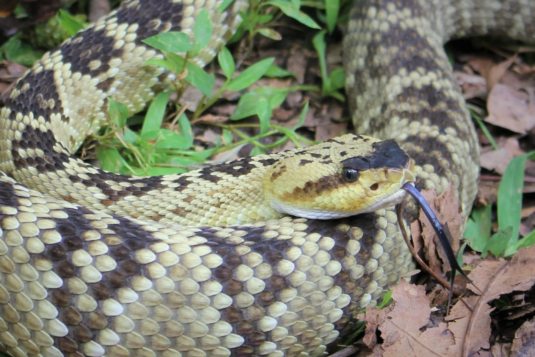 Wildlife & Nature Center | Reptiles, Amphibians, & More | Lancaster, PA