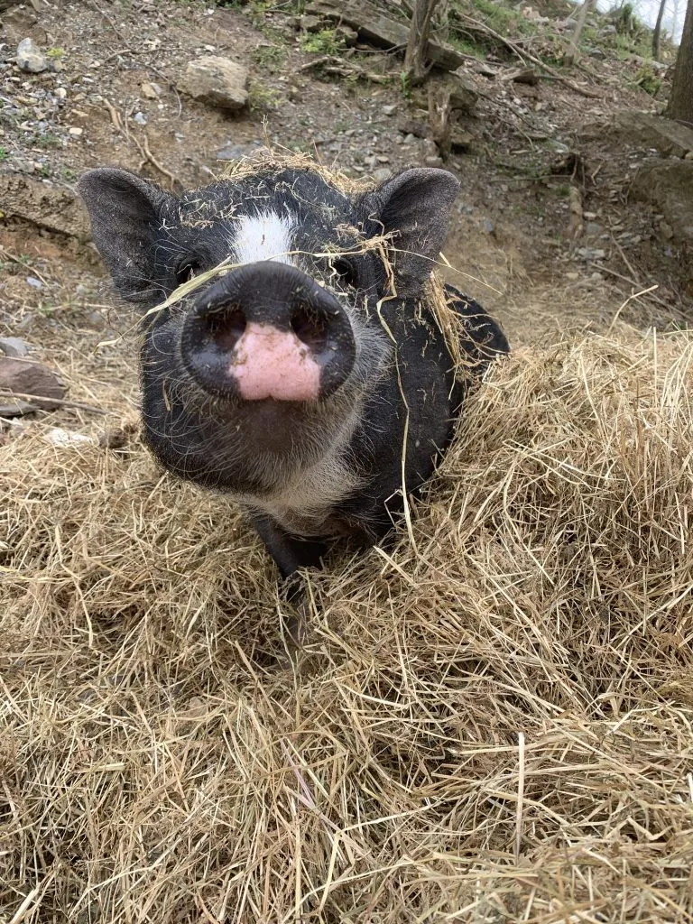 Farm Animal Experience At Refreshing Mountain | Refreshing Mountain ...